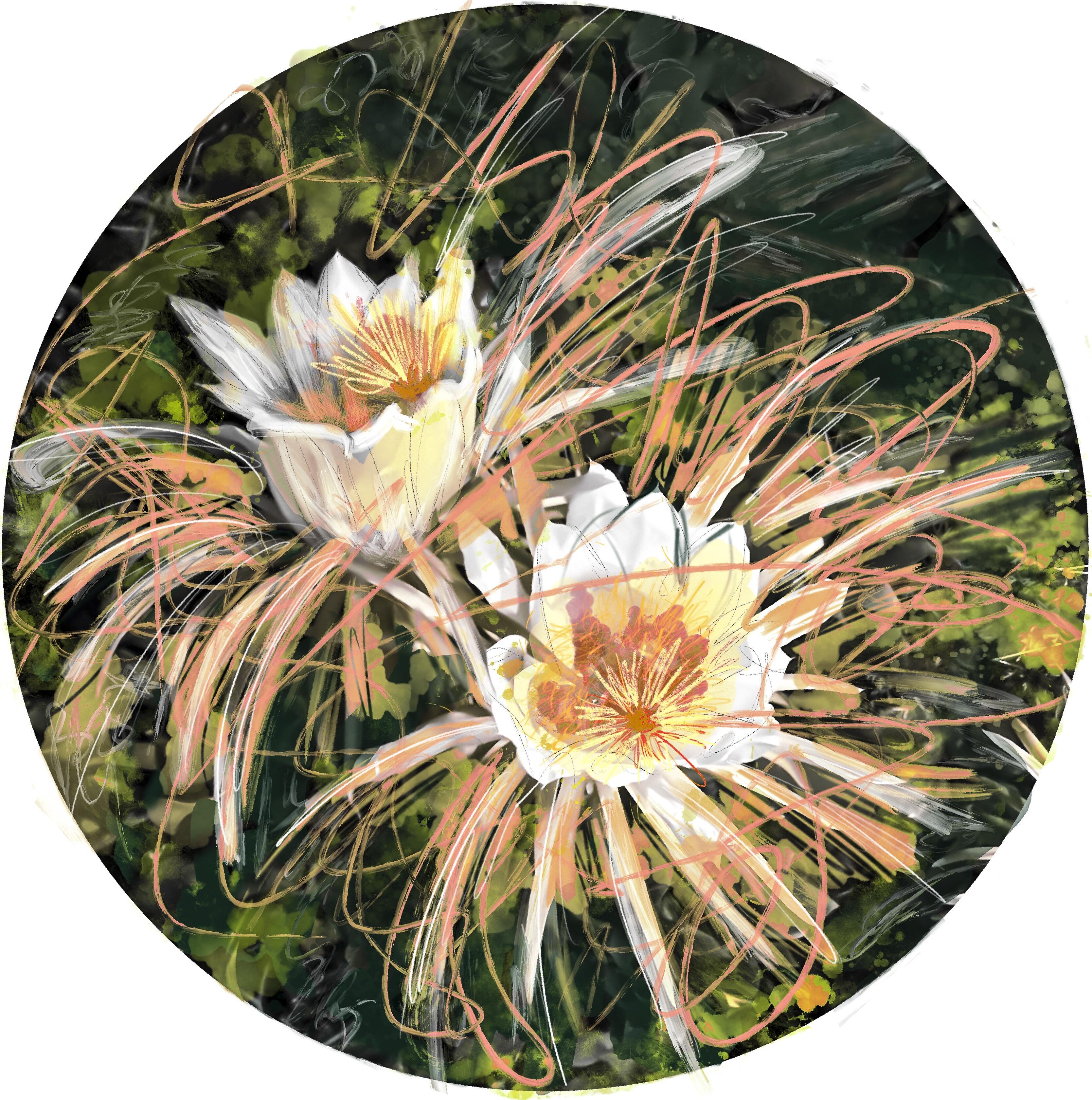 Queen Of The Night Flower Drawing