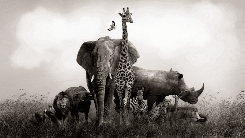 Wall frame Savannah theme / Elegant | Letzshop