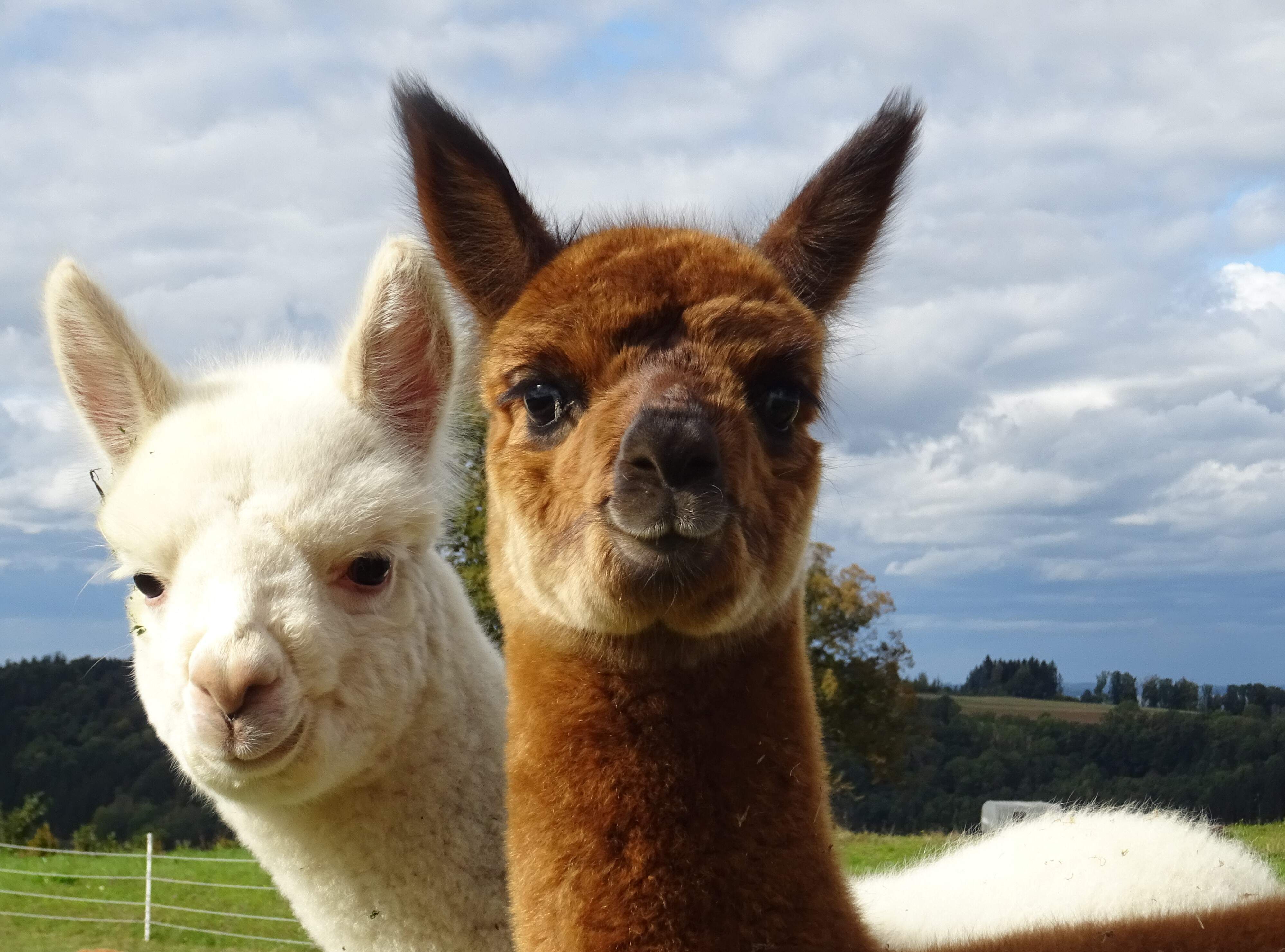 Hanik Ranch - Erlebnisse mit Tieren in Erlebniswelt